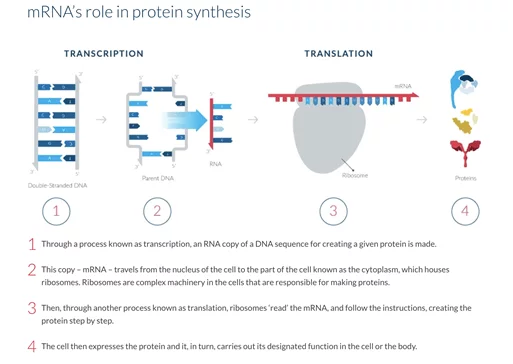 mRNA: History and Significance | Break the Outbreak